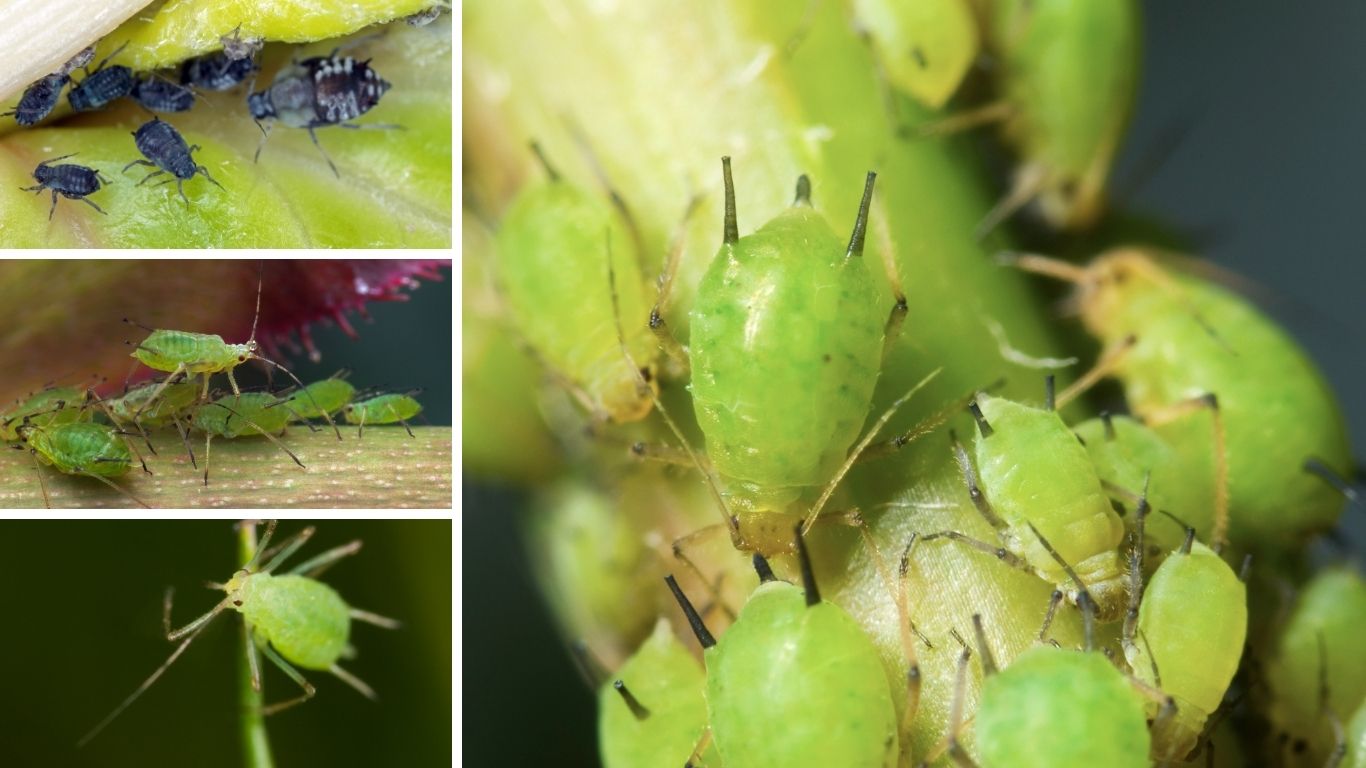20 Common Types of Aphids: Identification and Pictures