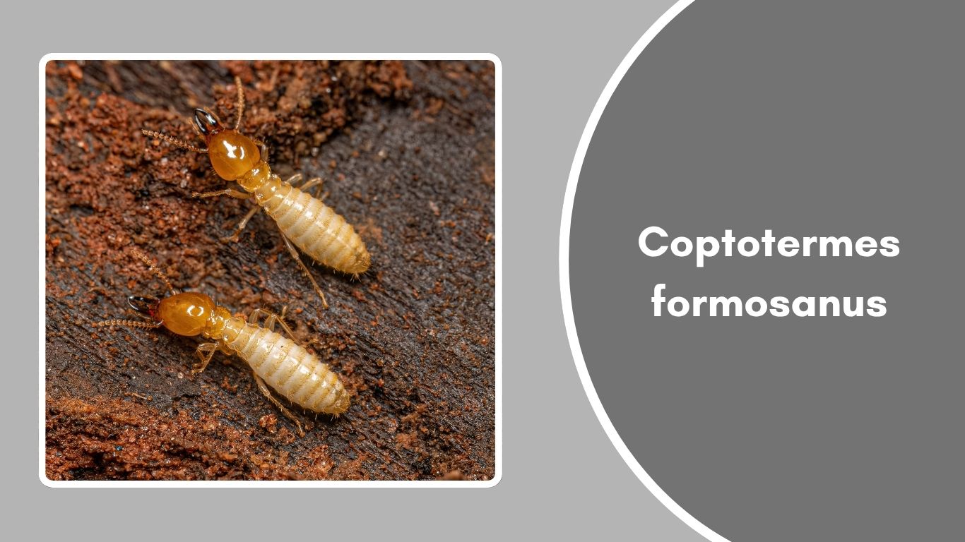 21 Types of Termites: Species Identification with Pictures