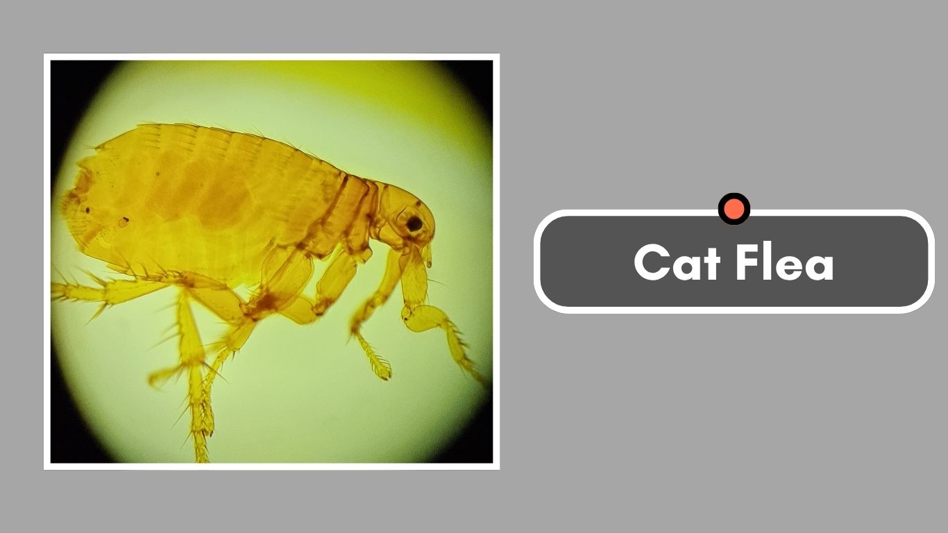 13 Types of Fleas: Identification with Names and Pictures