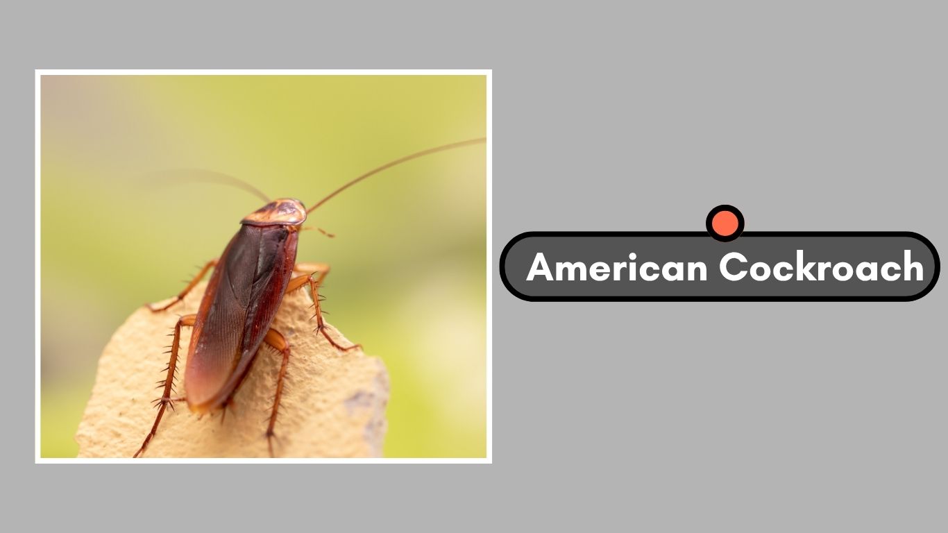 36 Types of Cockroaches: Names and Global Variety of Species