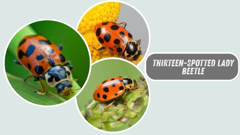 24 Types of Ladybugs: Names, Pictures, and Identification