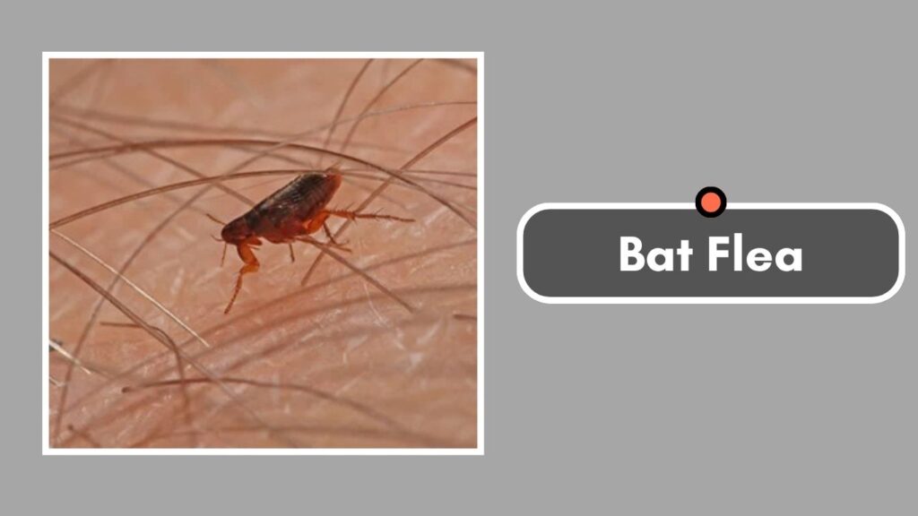 13 Types of Fleas: Identification with Names and Pictures