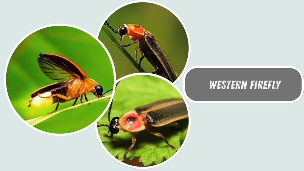 21 Types of Fireflies: Identification with Images and Names