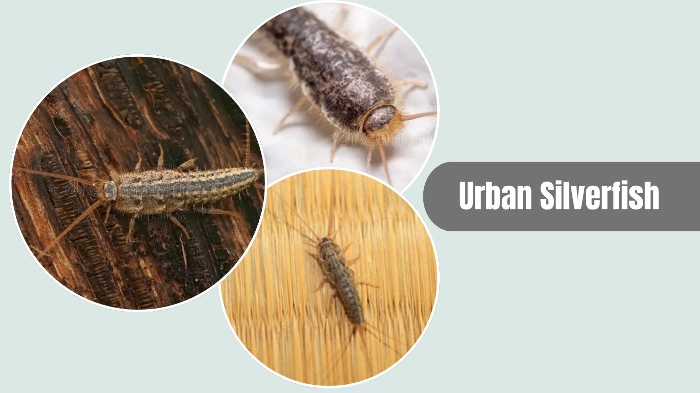 23 Types of Silverfish: Identification With Pictures & Image