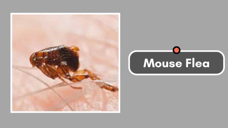 13 Types of Fleas: Identification with Names and Pictures