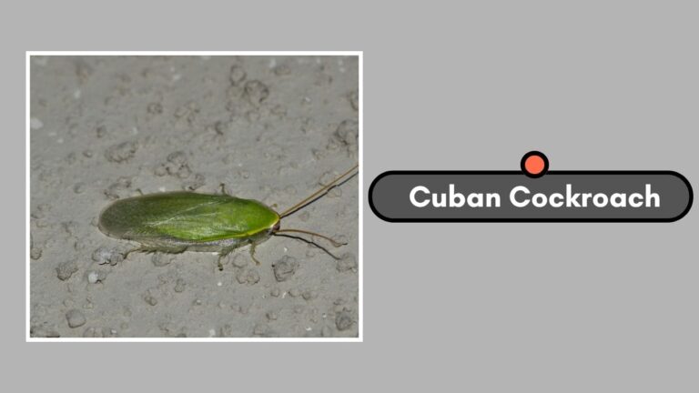 36 Types of Cockroaches: Names and Global Variety of Species