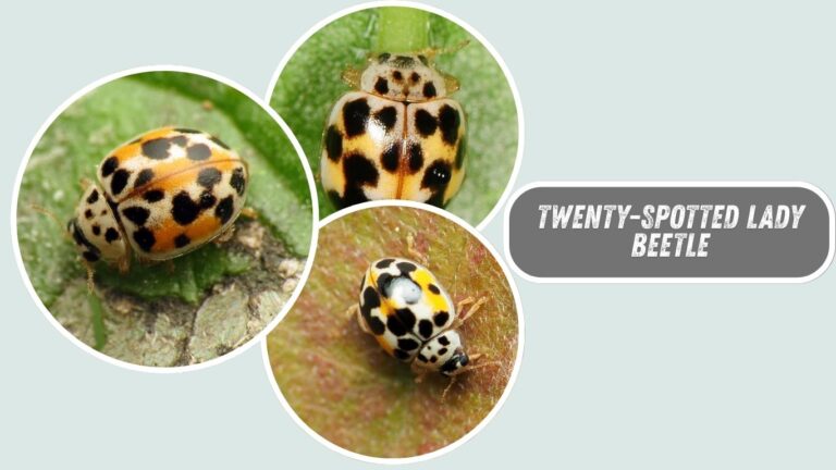 24 Types of Ladybugs: Names, Pictures, and Identification