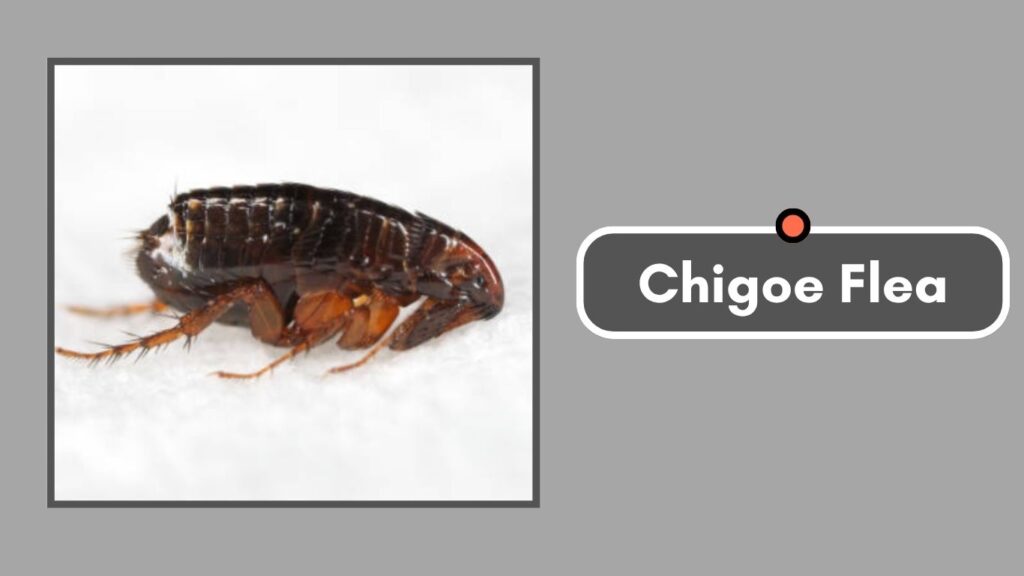 13 Types of Fleas: Identification with Names and Pictures