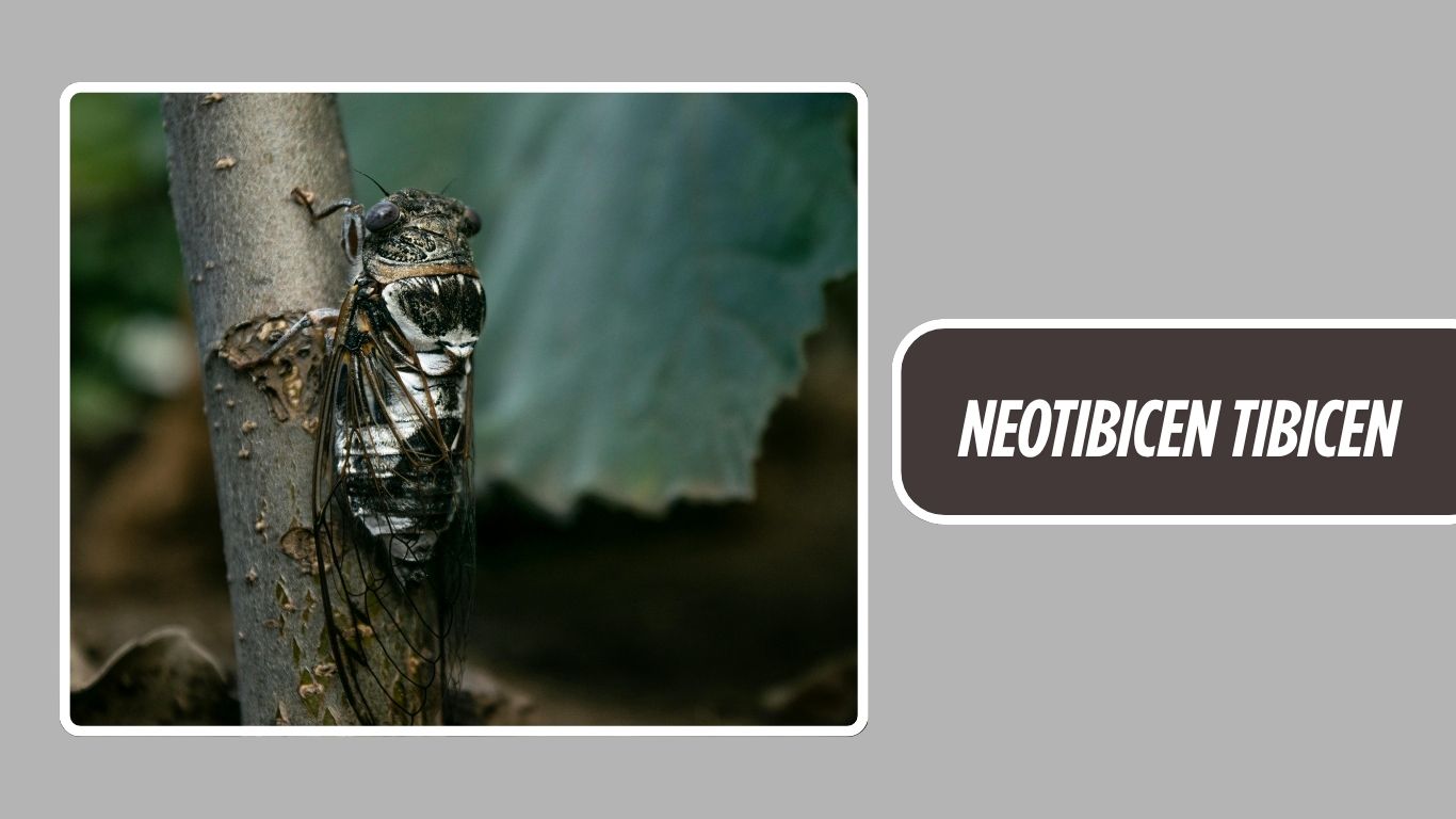 25 Types of Cicadas: Identification With Images & Names