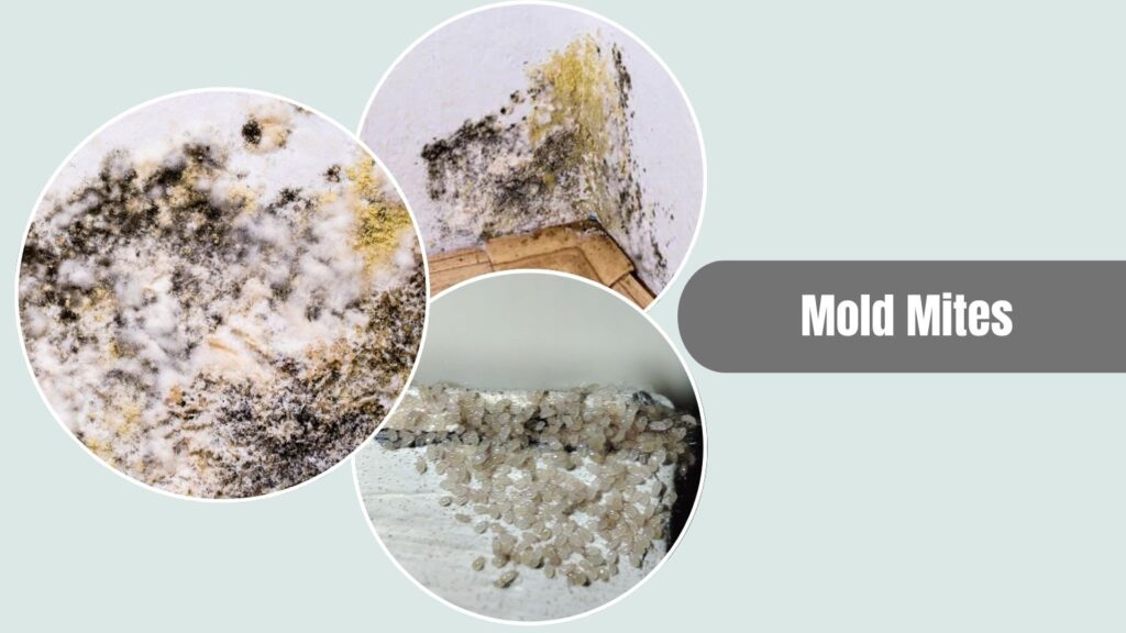 20 Tiny White Insects: Identification With Name & Images