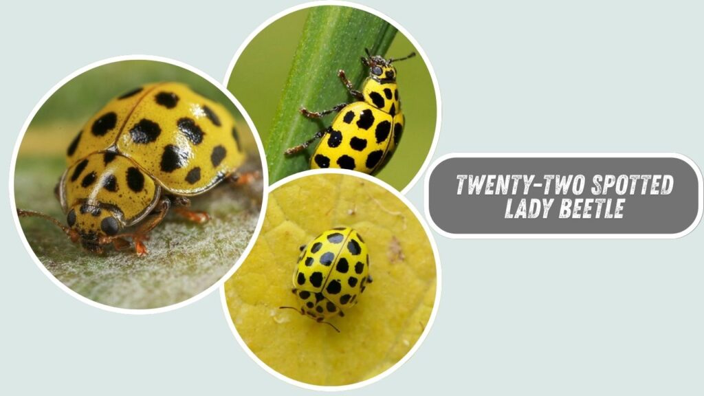 24 Types of Ladybugs: Names, Pictures, and Identification