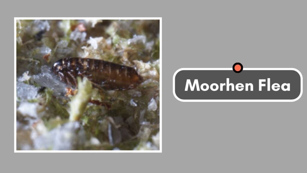 13 Types of Fleas: Identification with Names and Pictures