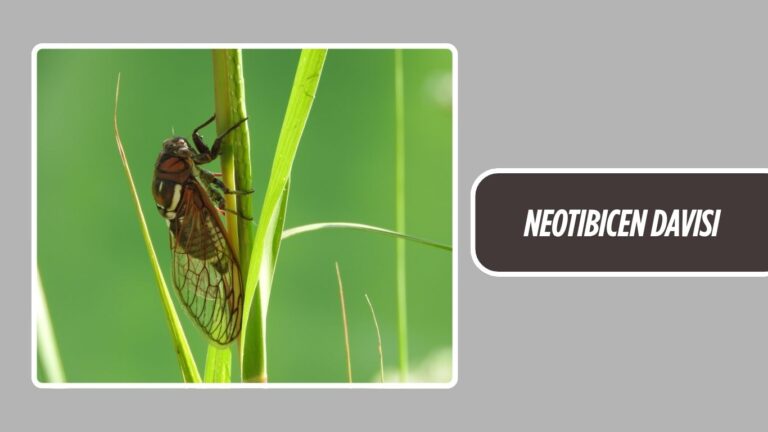 25 Types of Cicadas: Identification With Images & Names