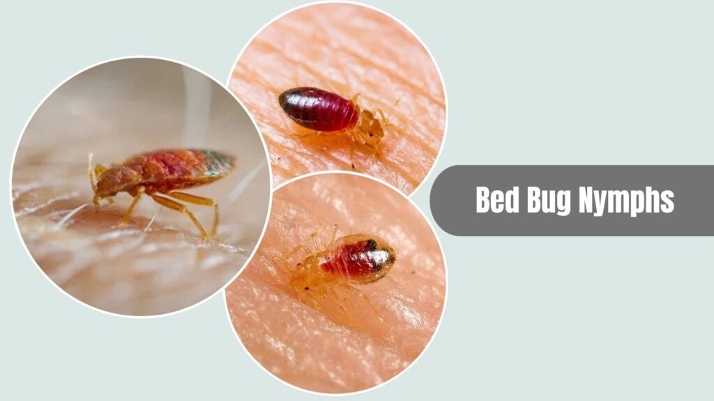 20 Tiny White Insects: Identification With Name & Images