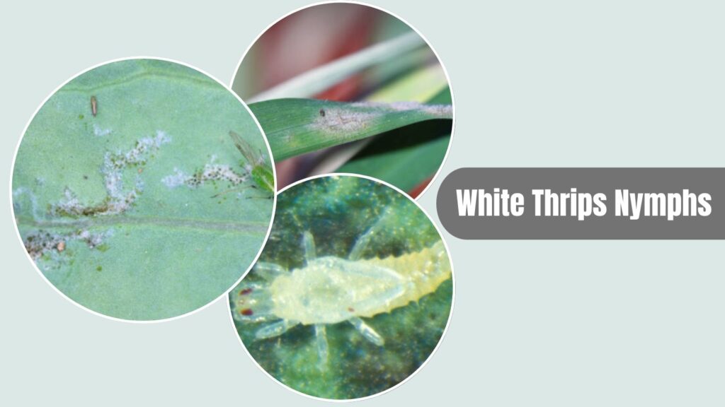 20 Tiny White Insects: Identification With Name & Images