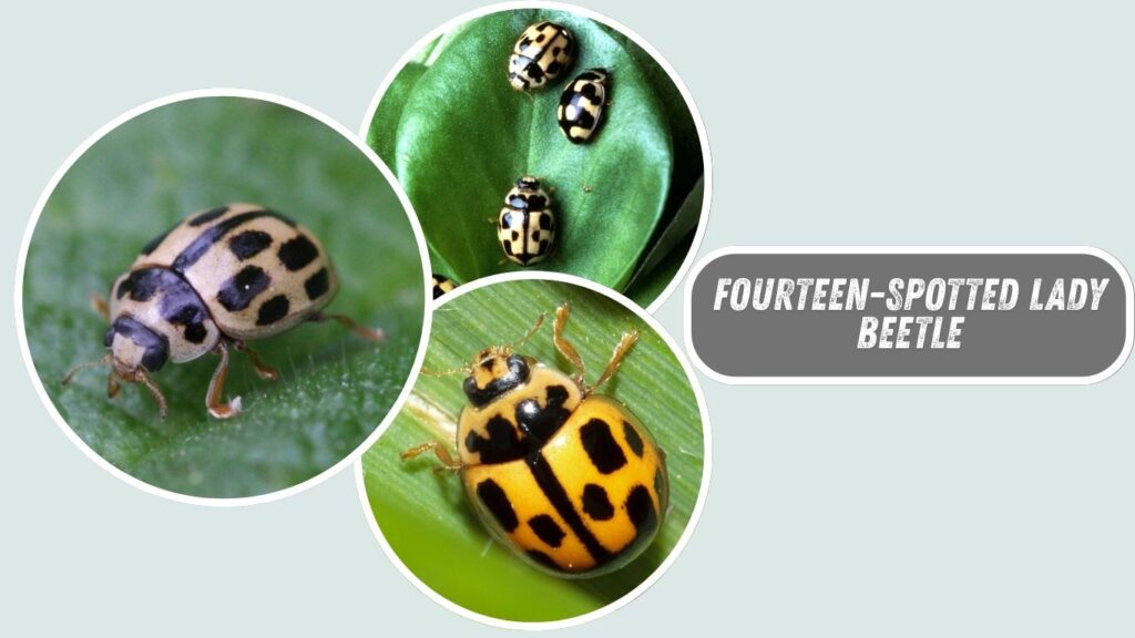24 Types of Ladybugs: Names, Pictures, and Identification