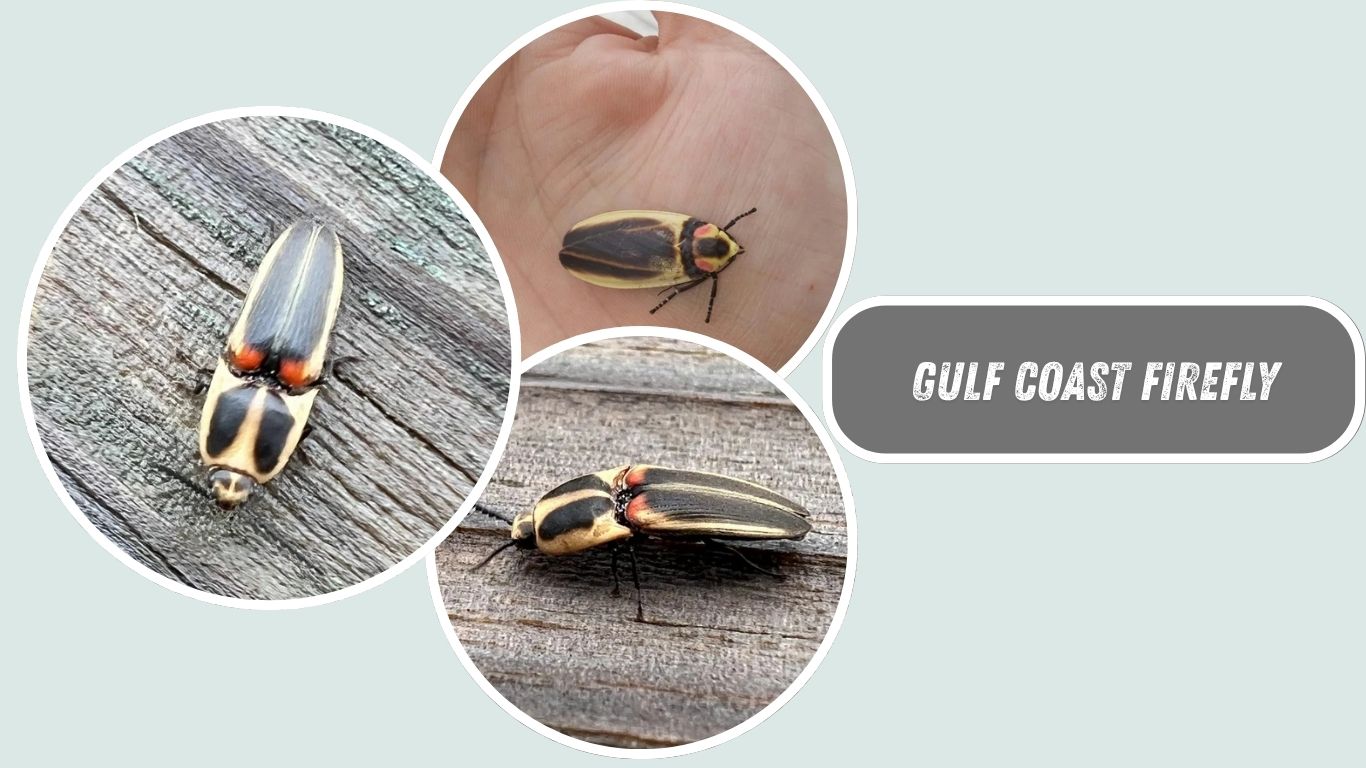 21 Types of Fireflies: Identification with Images and Names