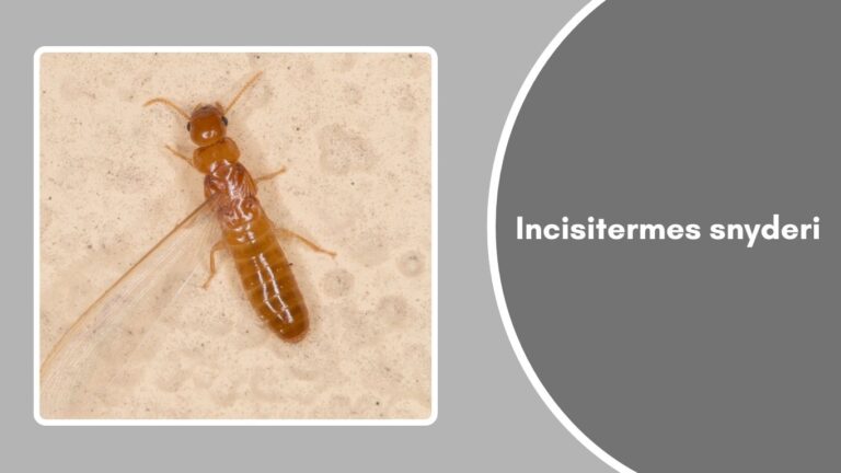 21 Types of Termites: Species Identification with Pictures