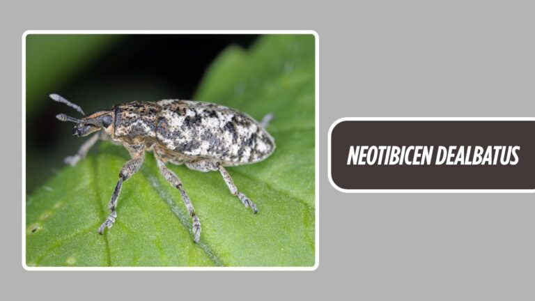 25 Types of Cicadas: Identification With Images & Names