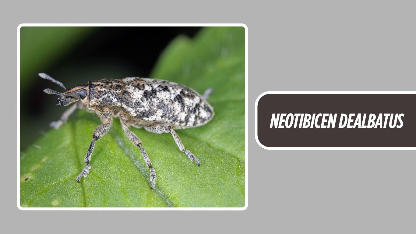 25 Types of Cicadas: Identification With Images & Names