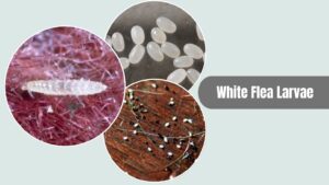 20 Tiny White Insects: Identification With Name & Images