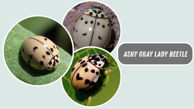 24 Types of Ladybugs: Names, Pictures, and Identification