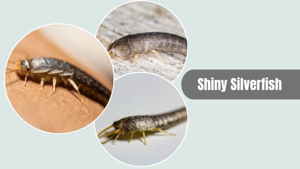 23 Types of Silverfish: Identification With Pictures & Image