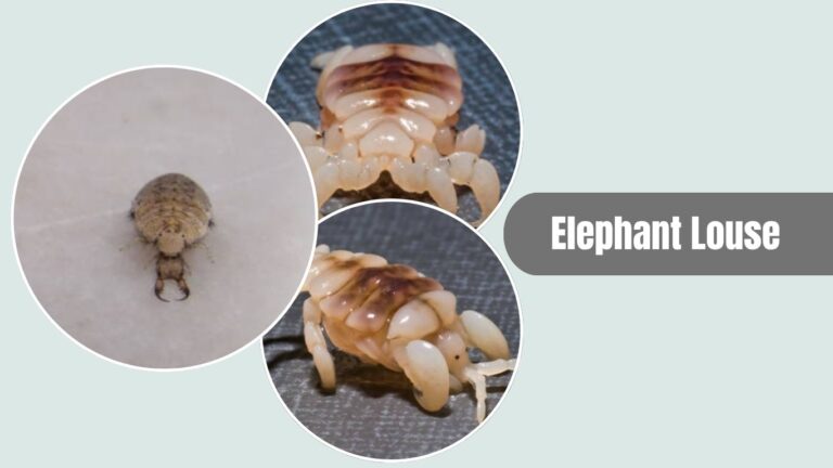 17 Types of Lice: Species That Affect Humans, Animals & Birds