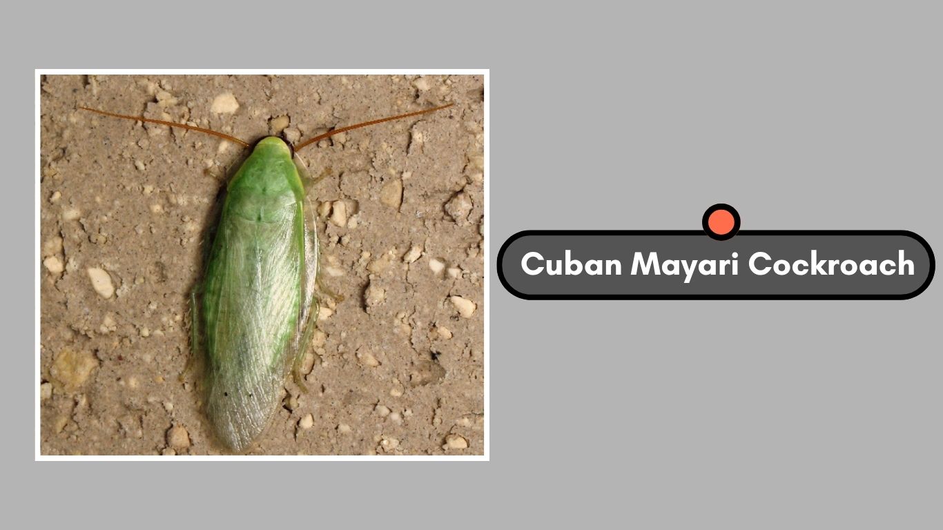 36 Types of Cockroaches: Names and Global Variety of Species