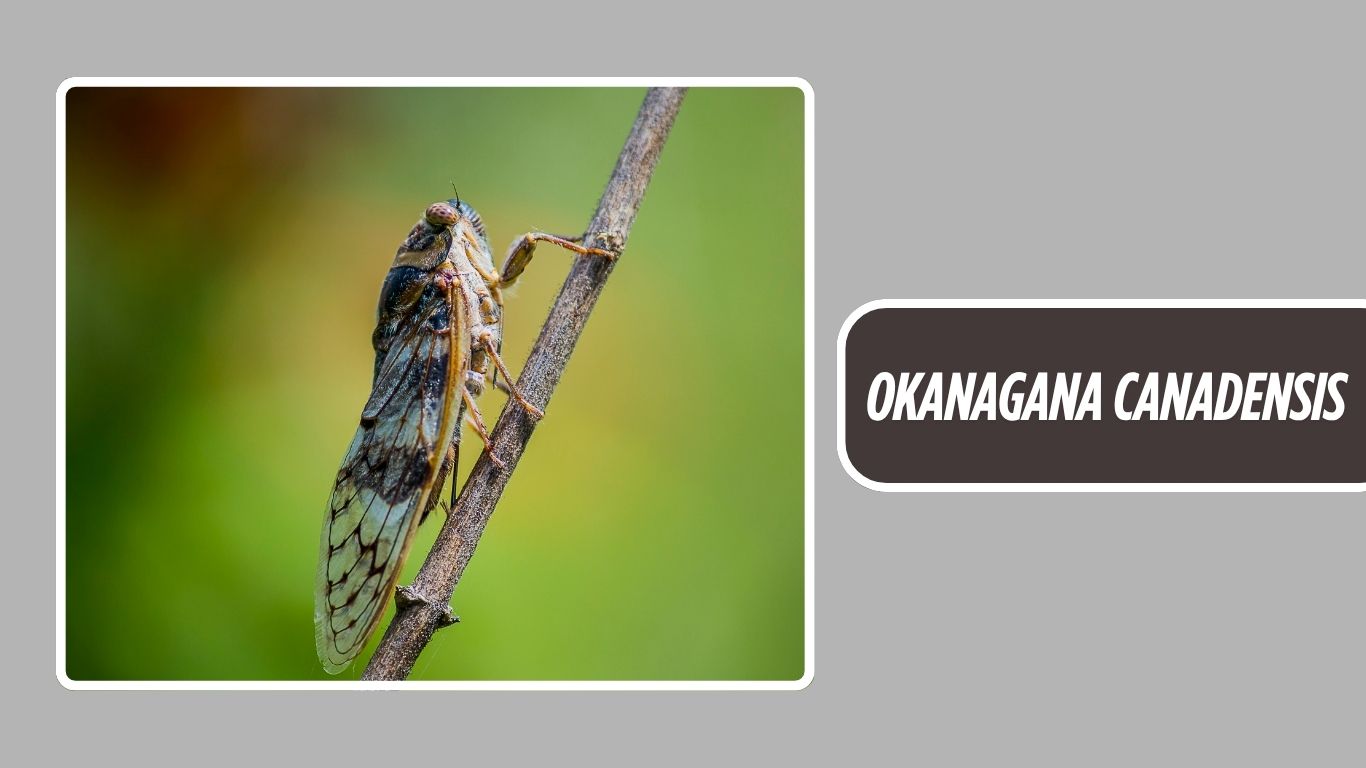 25 Types of Cicadas: Identification With Images & Names