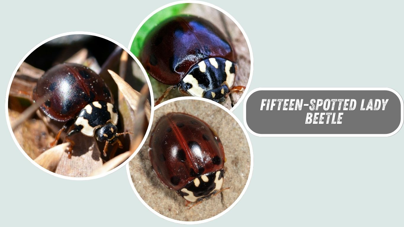 24 Types of Ladybugs: Names, Pictures, and Identification
