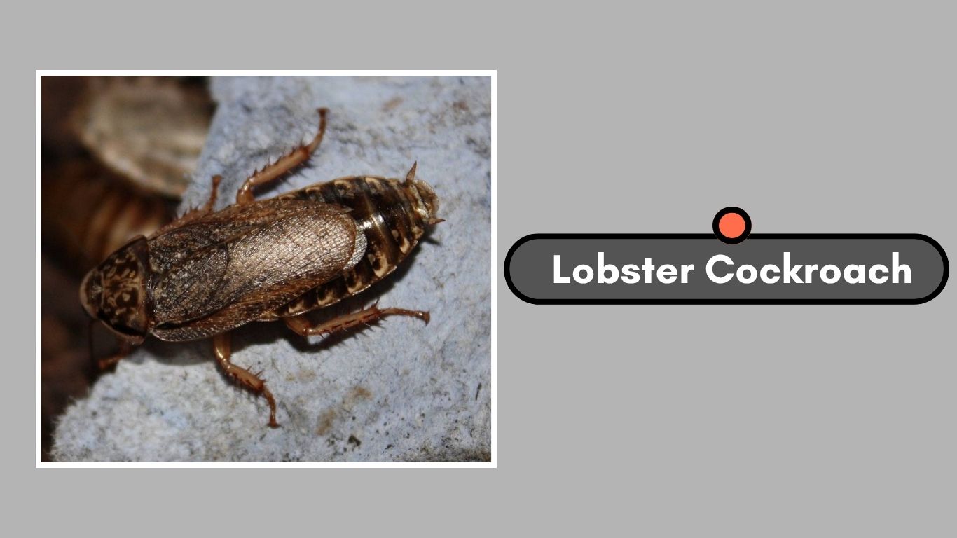 36 Types of Cockroaches: Names and Global Variety of Species