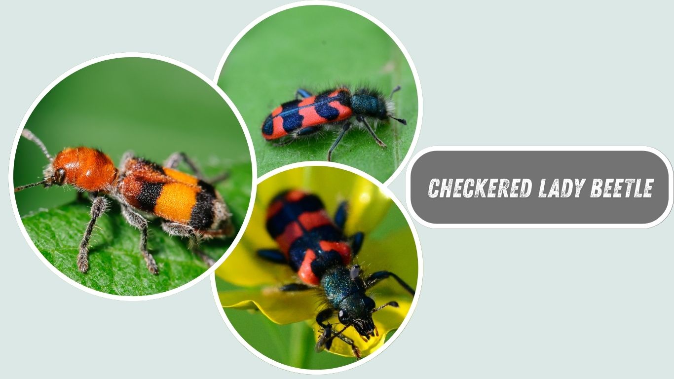 24 Types of Ladybugs: Names, Pictures, and Identification