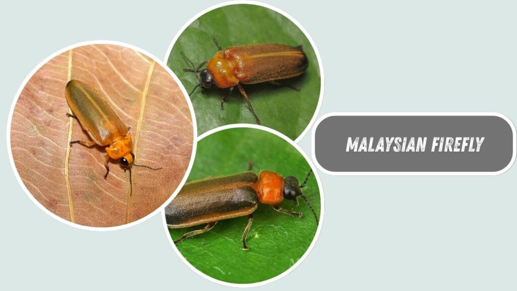 21 Types of Fireflies: Identification with Images and Names