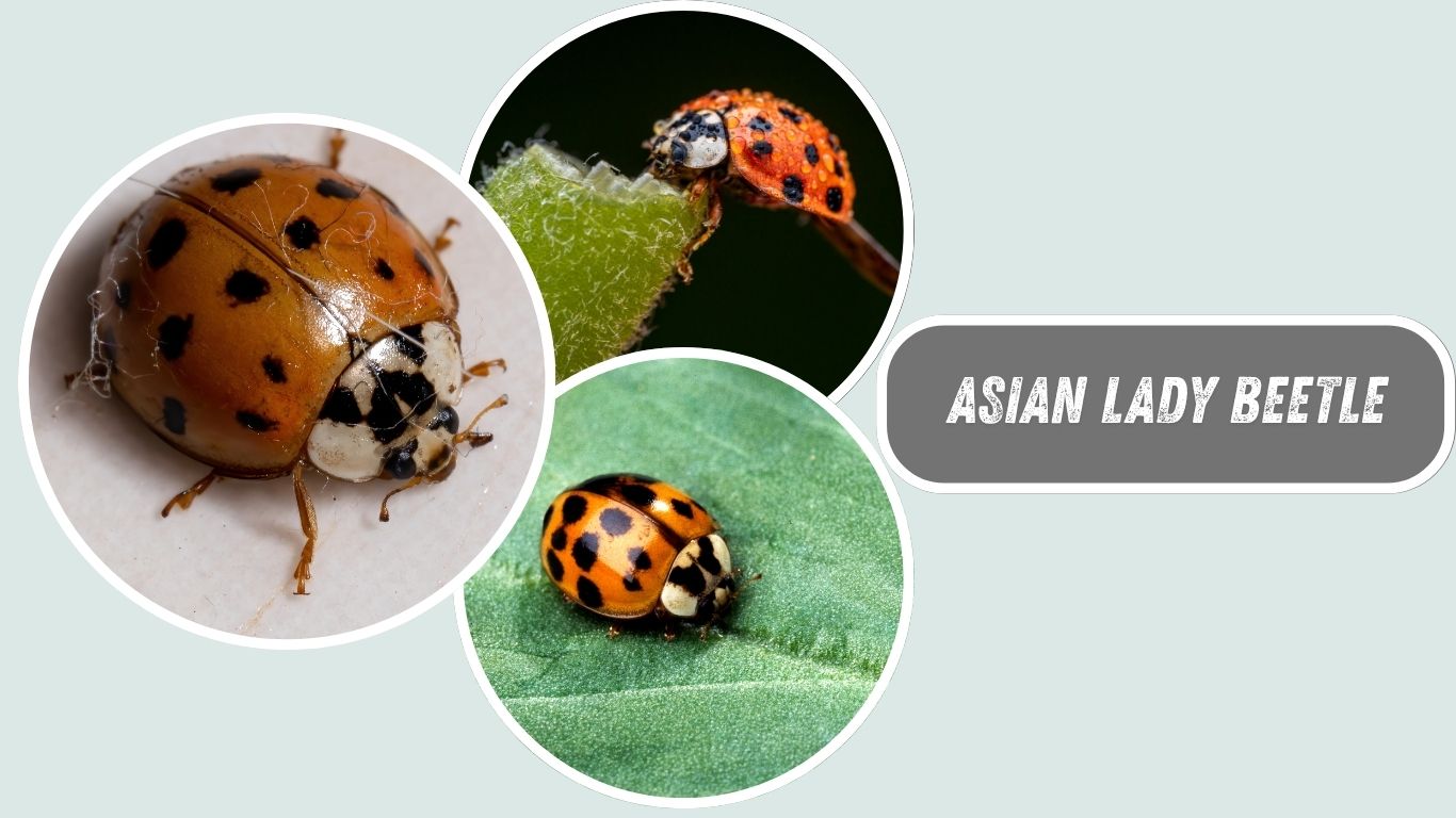24 Types of Ladybugs: Names, Pictures, and Identification