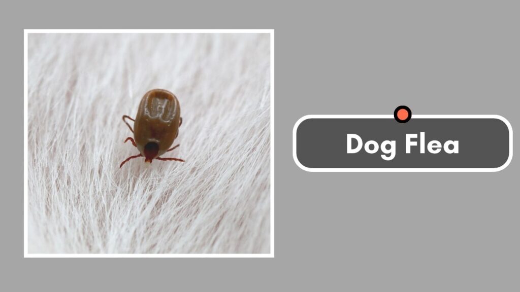 13 Types of Fleas: Identification with Names and Pictures