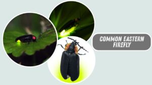 21 Types of Fireflies: Identification with Images and Names