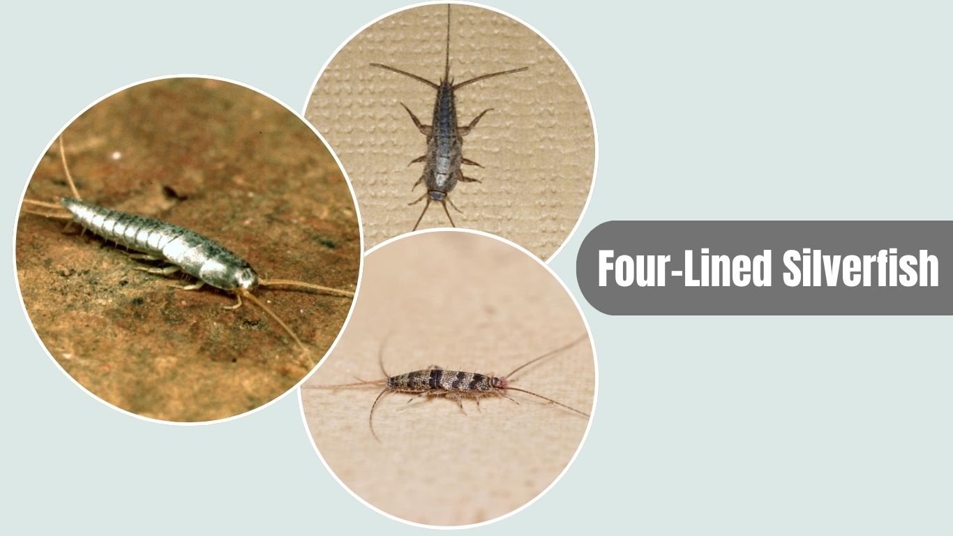 23 Types of Silverfish: Identification With Pictures & Image