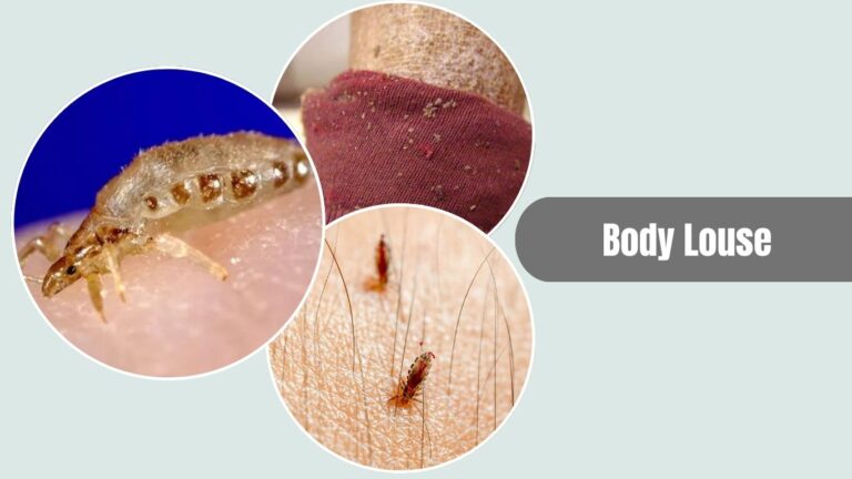 17 Types of Lice: Species That Affect Humans, Animals & Birds