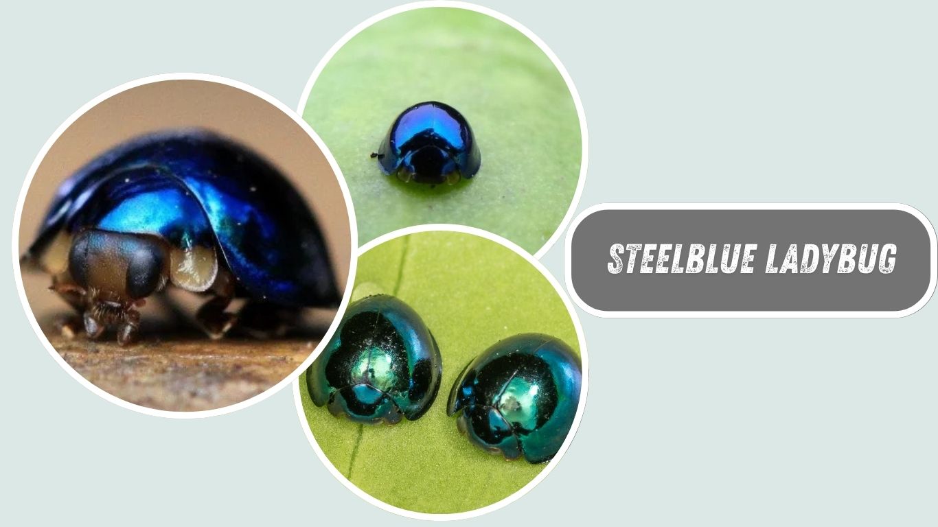 24 Types of Ladybugs: Names, Pictures, and Identification