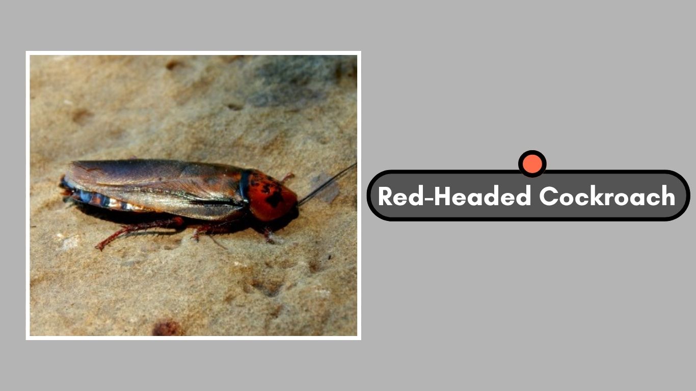 36 Types of Cockroaches: Names and Global Variety of Species