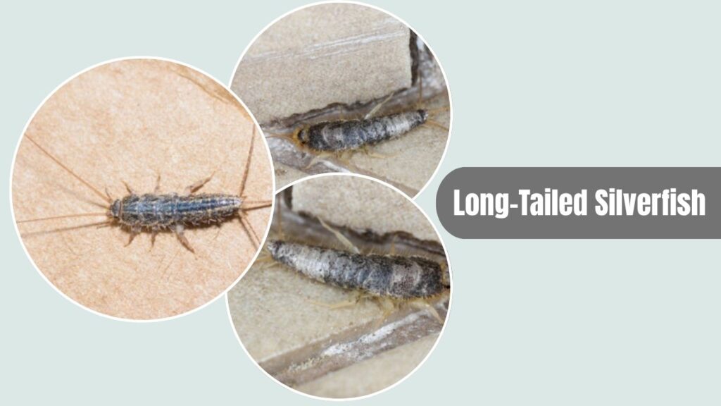 23 Types of Silverfish: Identification With Pictures & Image