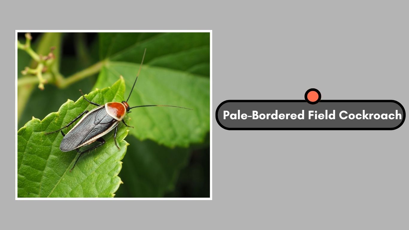 36 Types of Cockroaches: Names and Global Variety of Species