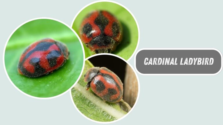 24 Types of Ladybugs: Names, Pictures, and Identification