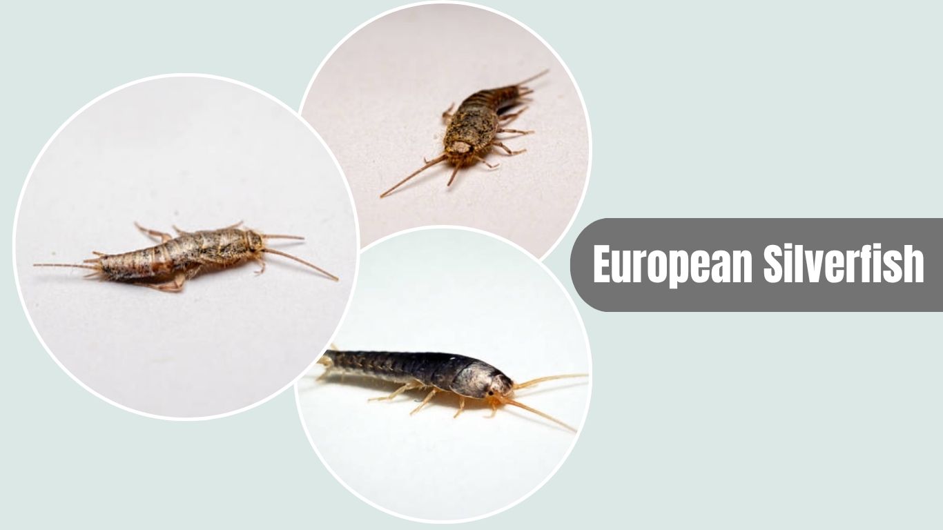 23 Types of Silverfish: Identification With Pictures & Image