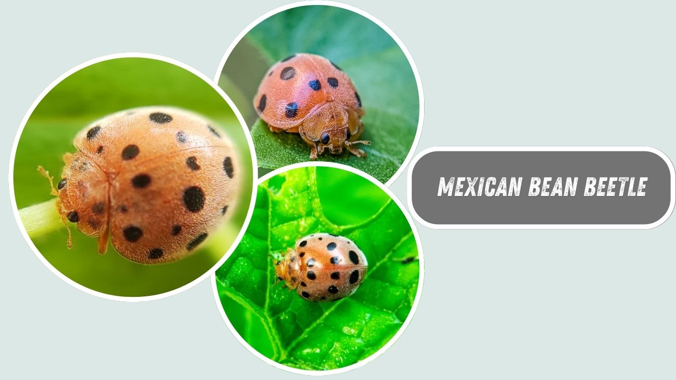 24 Types of Ladybugs: Names, Pictures, and Identification