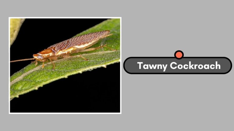36 Types of Cockroaches: Names and Global Variety of Species