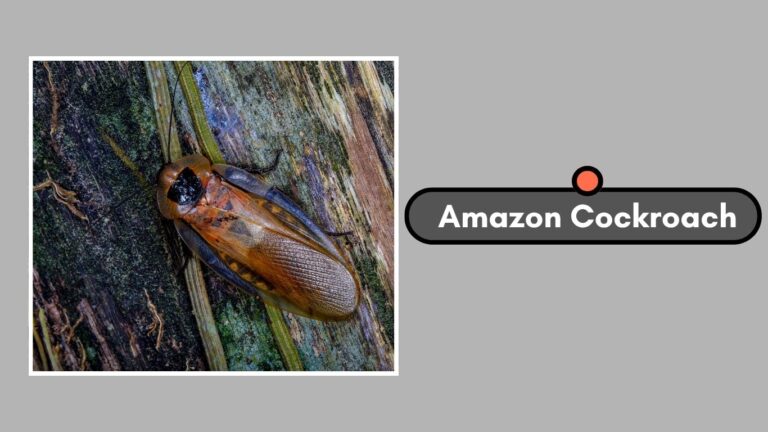 36 Types of Cockroaches: Names and Global Variety of Species