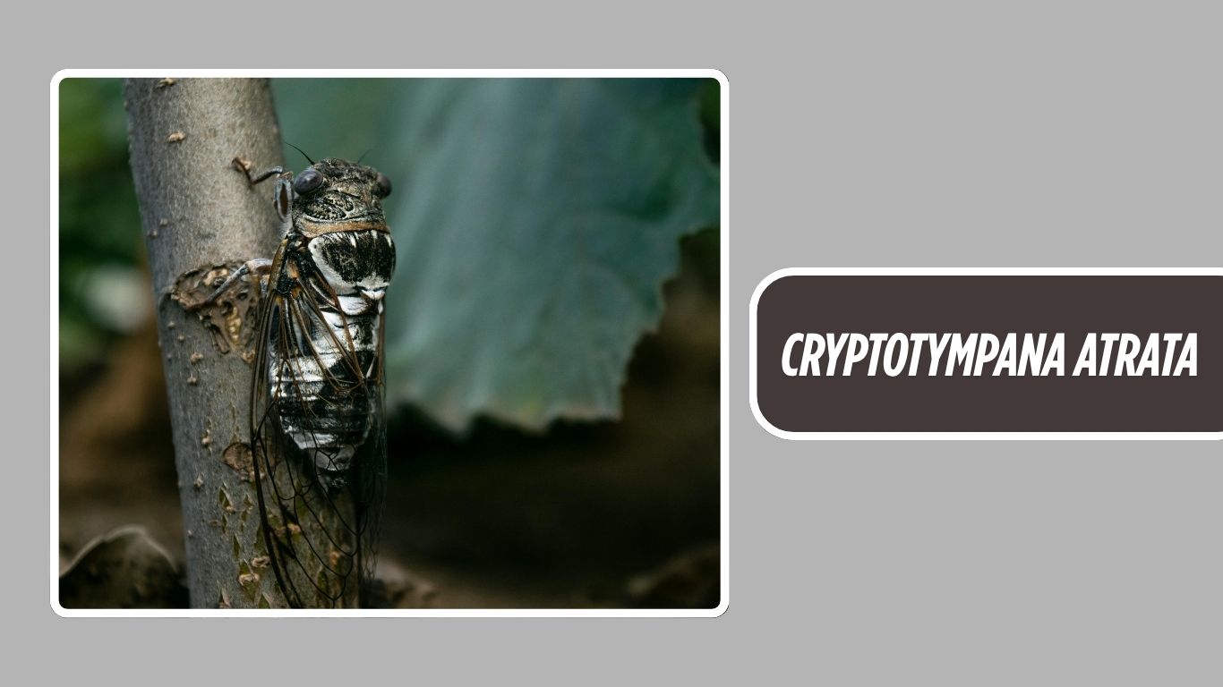 25 Types of Cicadas: Identification With Images & Names
