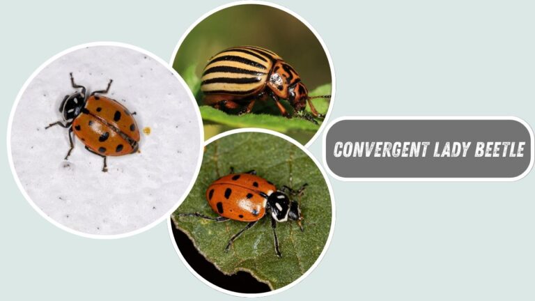 24 Types of Ladybugs: Names, Pictures, and Identification
